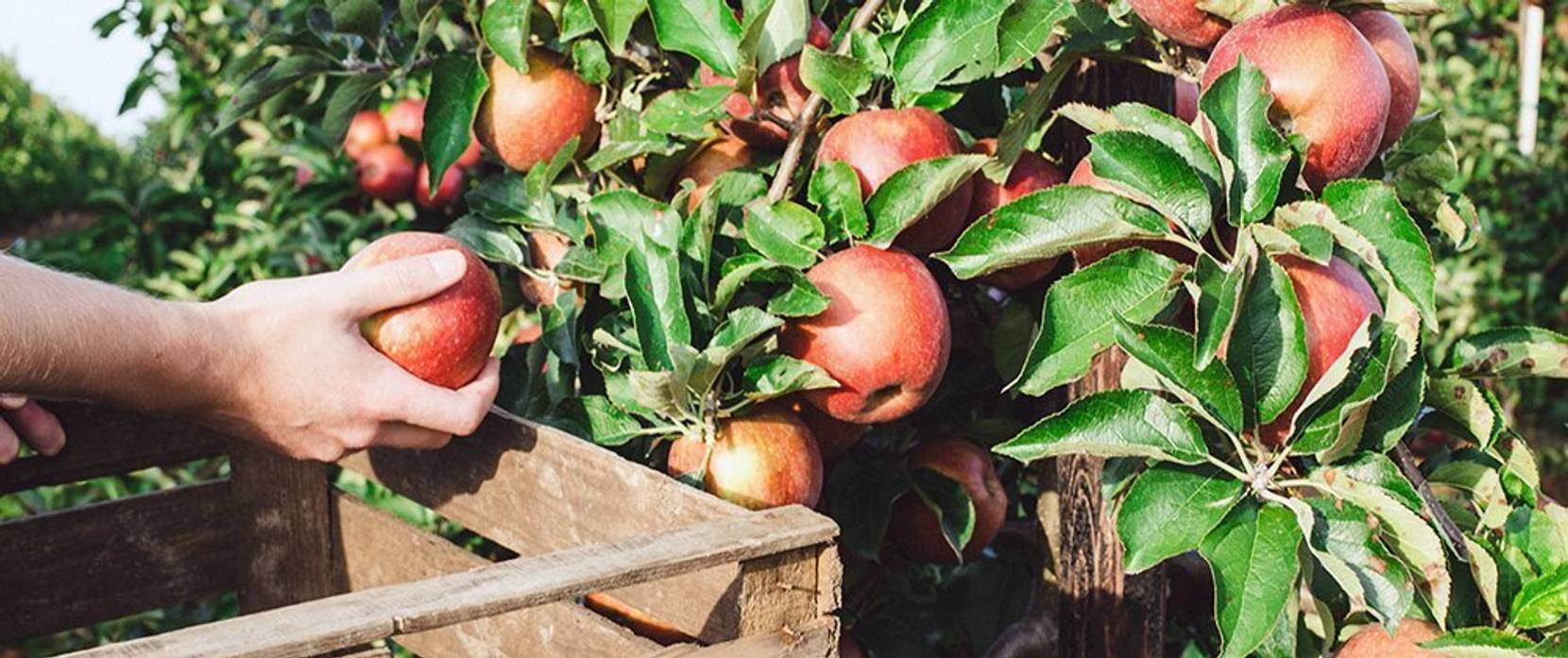 Äpfel richtig ernten: 6 Tipps für eine erfolgreiche Apfelernte ...