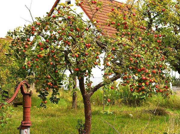 Äpfel richtig ernten: 6 Tipps für eine erfolgreiche Apfelernte ...