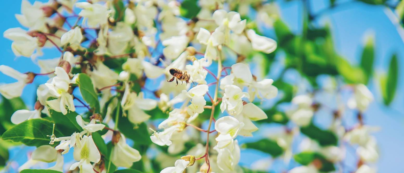 Akazie pflanzen: 5 Tipps zur Kultivierung zuhause - heimwerker.de