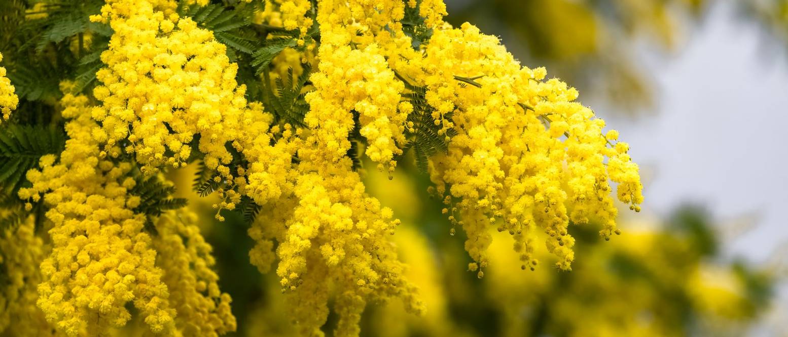 Akazie pflanzen: 5 Tipps zur Kultivierung zuhause - heimwerker.de