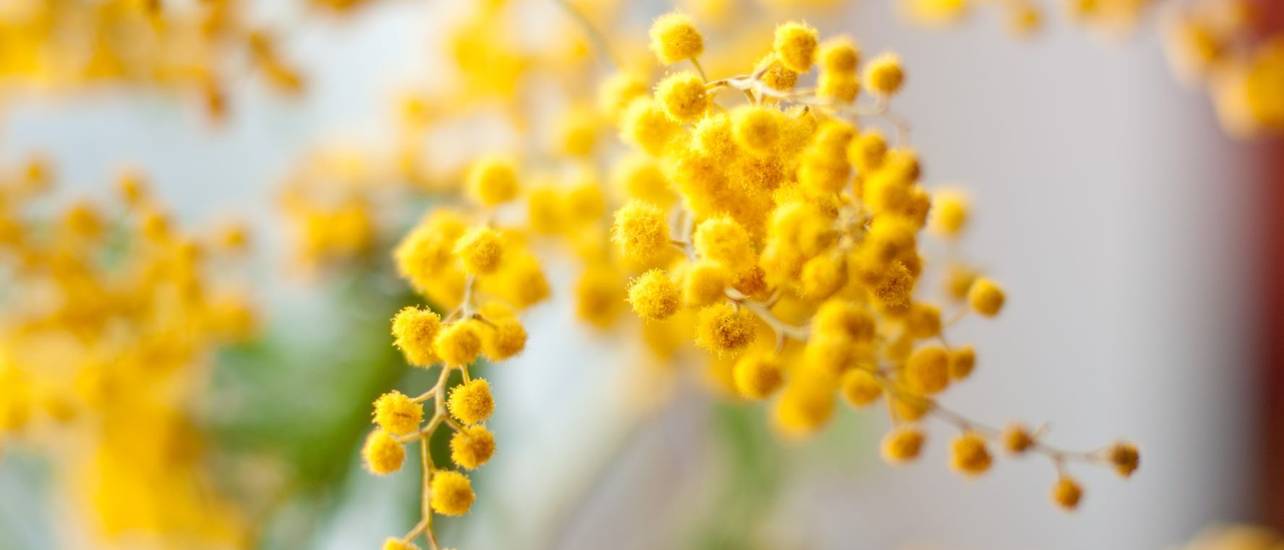 Akazie pflanzen: 5 Tipps zur Kultivierung zuhause - heimwerker.de