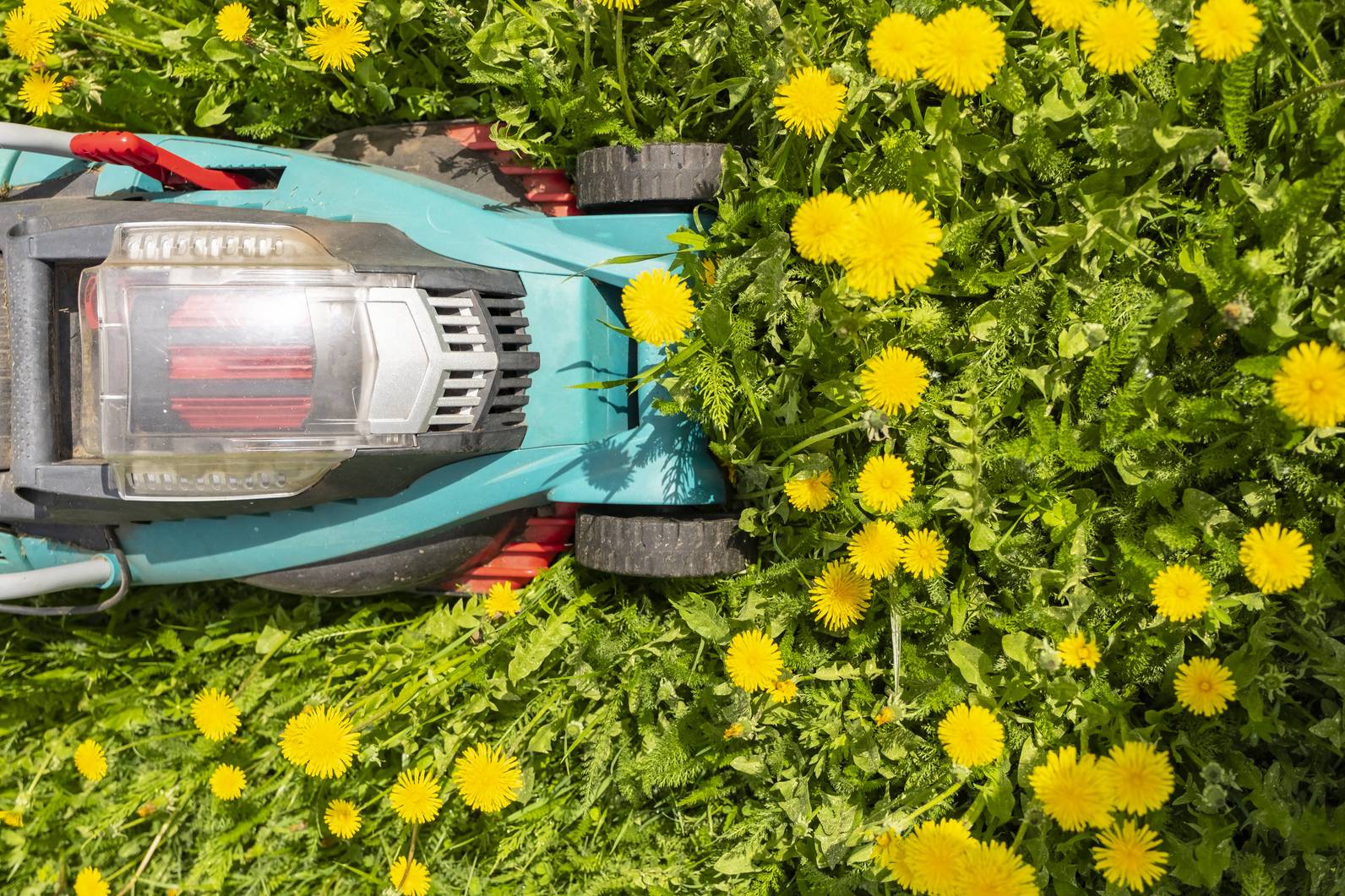 Akku-Rasenmäher mit Radantrieb im Test & Vergleich: 2 klare Sieger ...