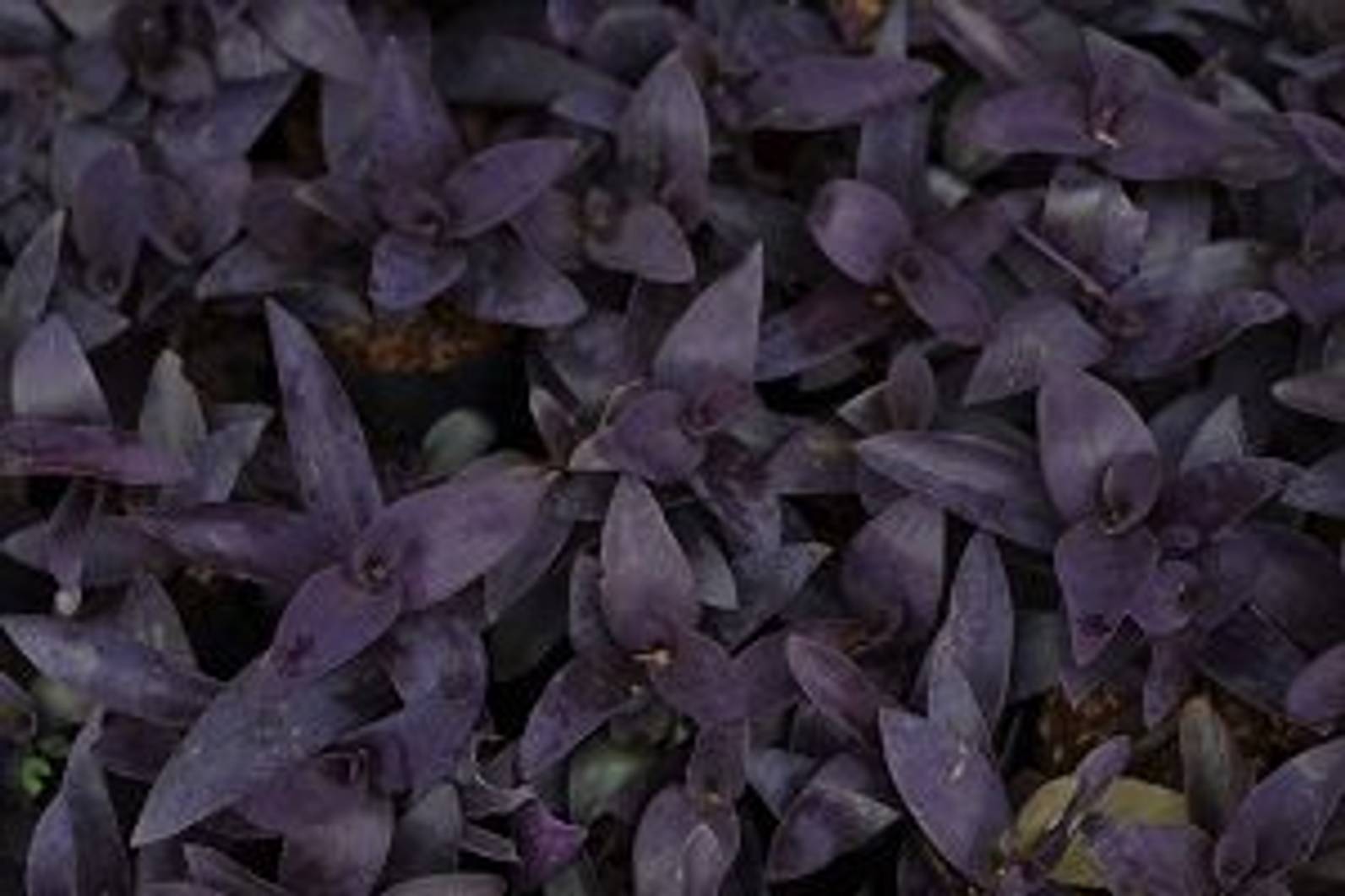 Rotblatt: 4 Tipps zur Pflege und Kultivierung als Ampelpflanze