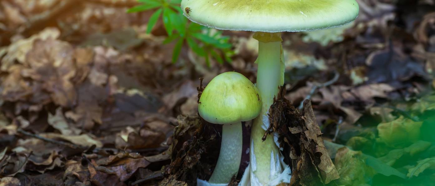 Giftpilze erkennen: 3 Giftpilze und wie Sie eine Pilzvergiftung vermeiden