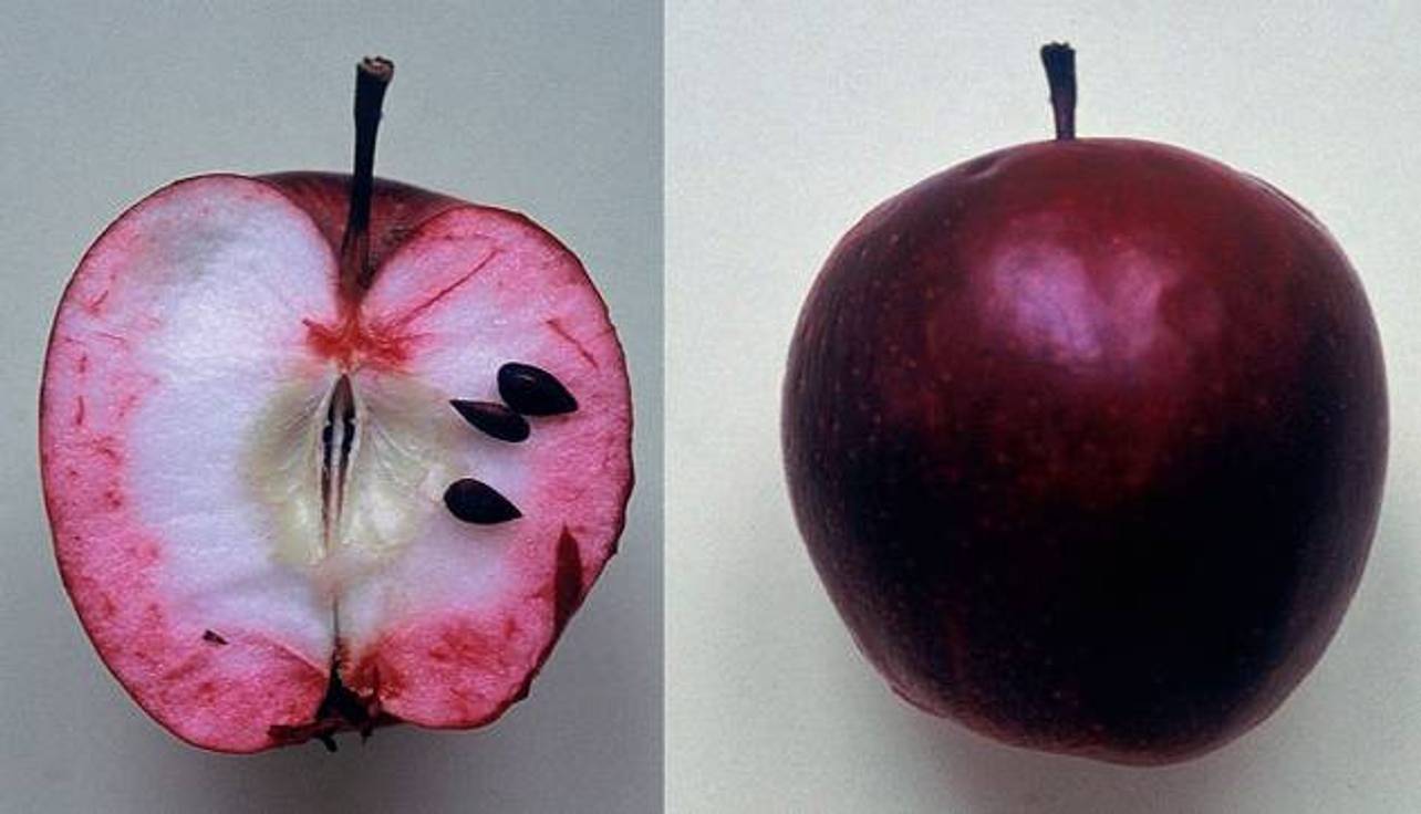 Apfelsorten Übersicht - Beschreibung der beliebtesten Apfelarten mit ...