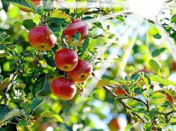 Äpfel richtig ernten: 6 Tipps für eine erfolgreiche Apfelernte ...
