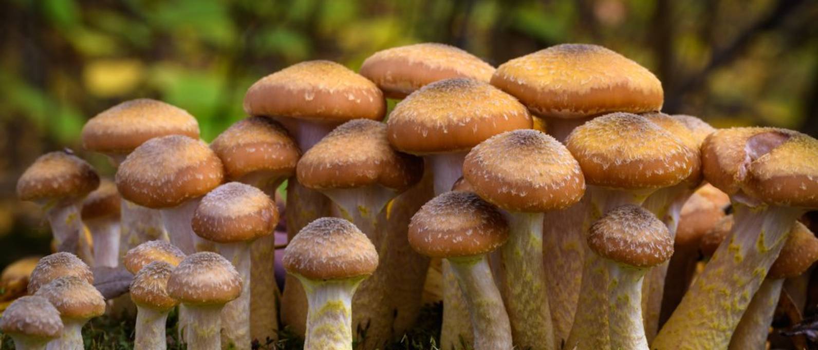 Essbare Pilze erkennen: 7 Pilzsorten, die Sie bedenkenlos zubereiten ...