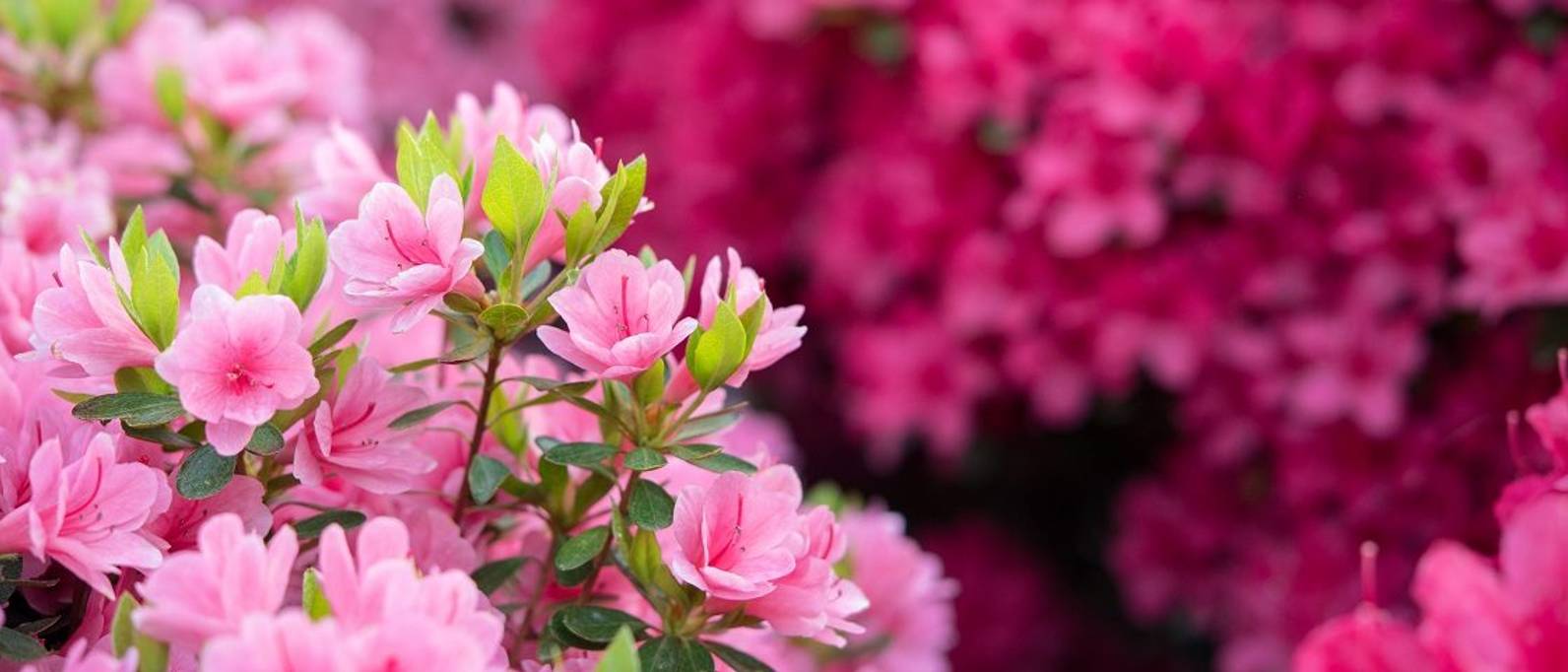 Azalee pflanzen: Tipps und Hinweise zur Rhododendron - heimwerker.de