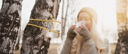Birken-Steckbrief: 5 charakteristische Eigenschaften