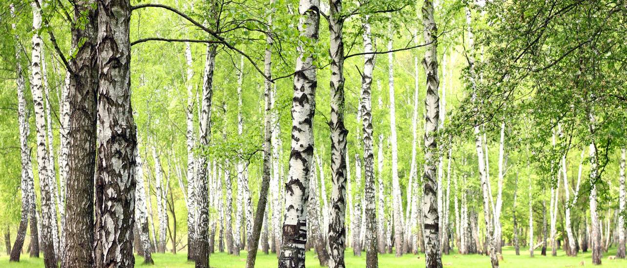 Birken-Steckbrief: 5 charakteristische Eigenschaften