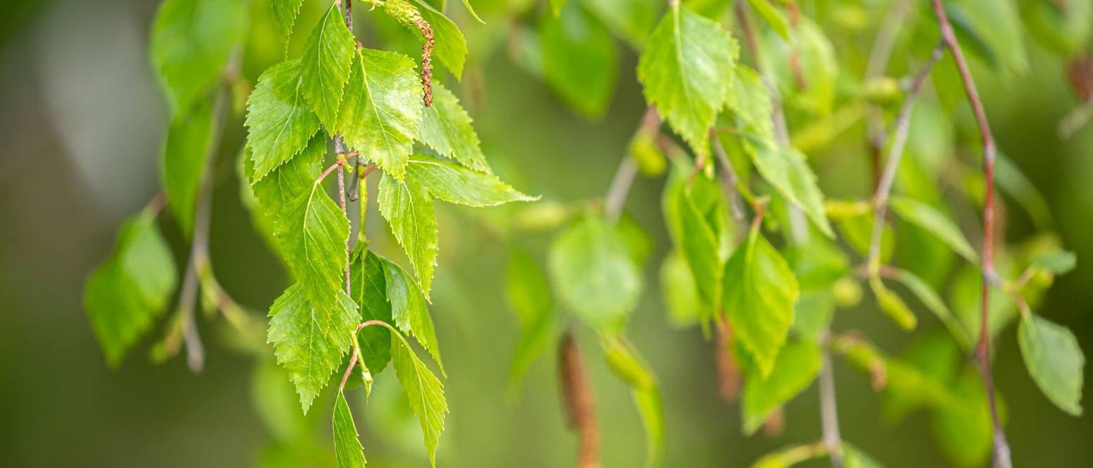 Birken-Steckbrief: 5 charakteristische Eigenschaften
