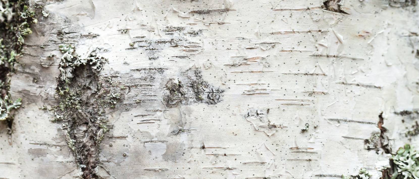 Birken-Steckbrief: 5 charakteristische Eigenschaften