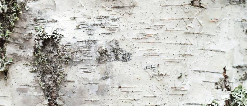 Birken-Steckbrief: 5 charakteristische Eigenschaften