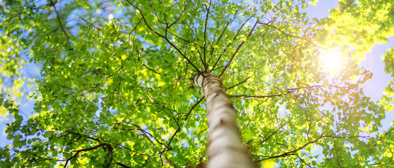 Birken-Steckbrief: 5 charakteristische Eigenschaften