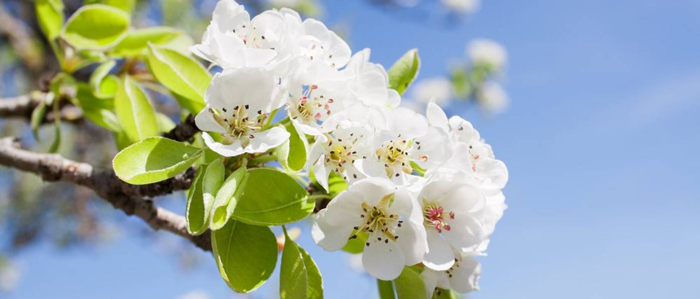 Birnbaum pflanzen: 5 beliebte Birnensorten und Tipps zum Anbau
