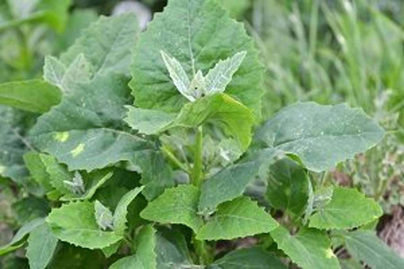 Melde pflanzen: In 4 Schritten zum eigenen Blattgemüse