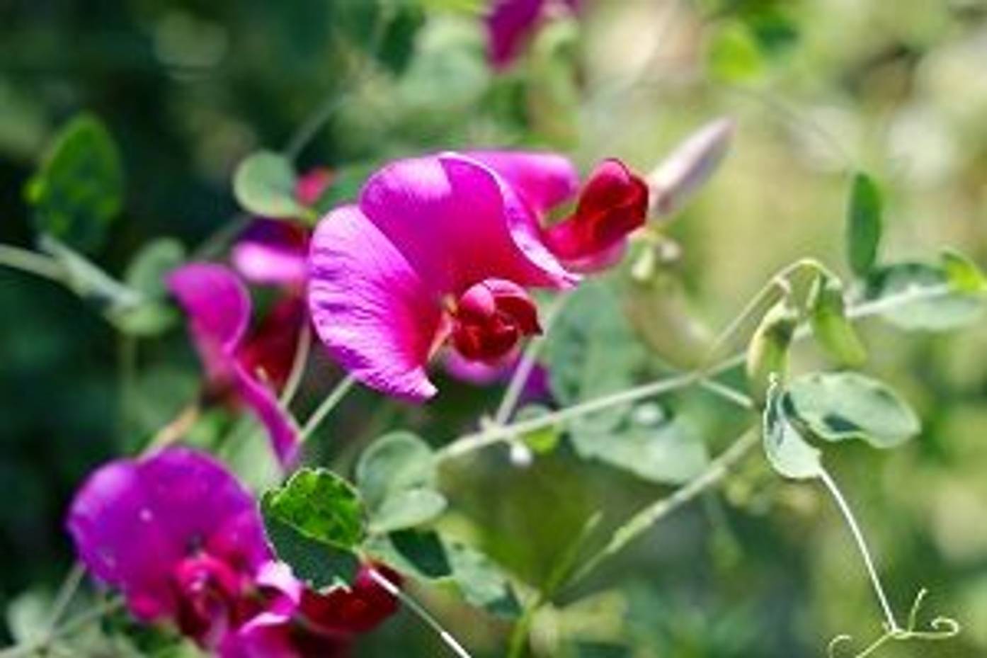 Duftwicken säen: Eine Anleitung in 6 Schritten