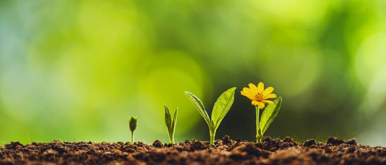 Blumensamen einpflanzen: Eine Anleitung zur Vorkultur in 6 Schritten ...