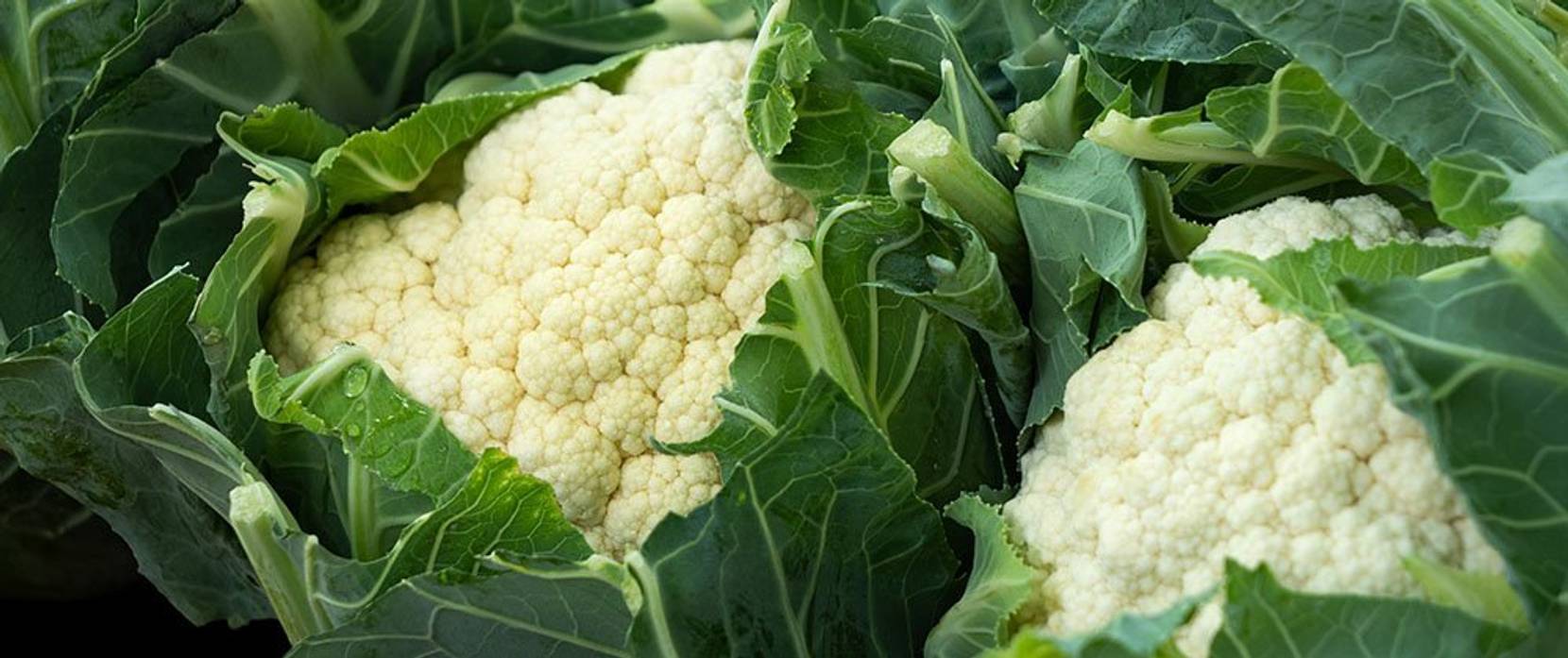 Blumenkohl pflanzen: 5 Tipps für den richtigen Anbau - heimwerker.de