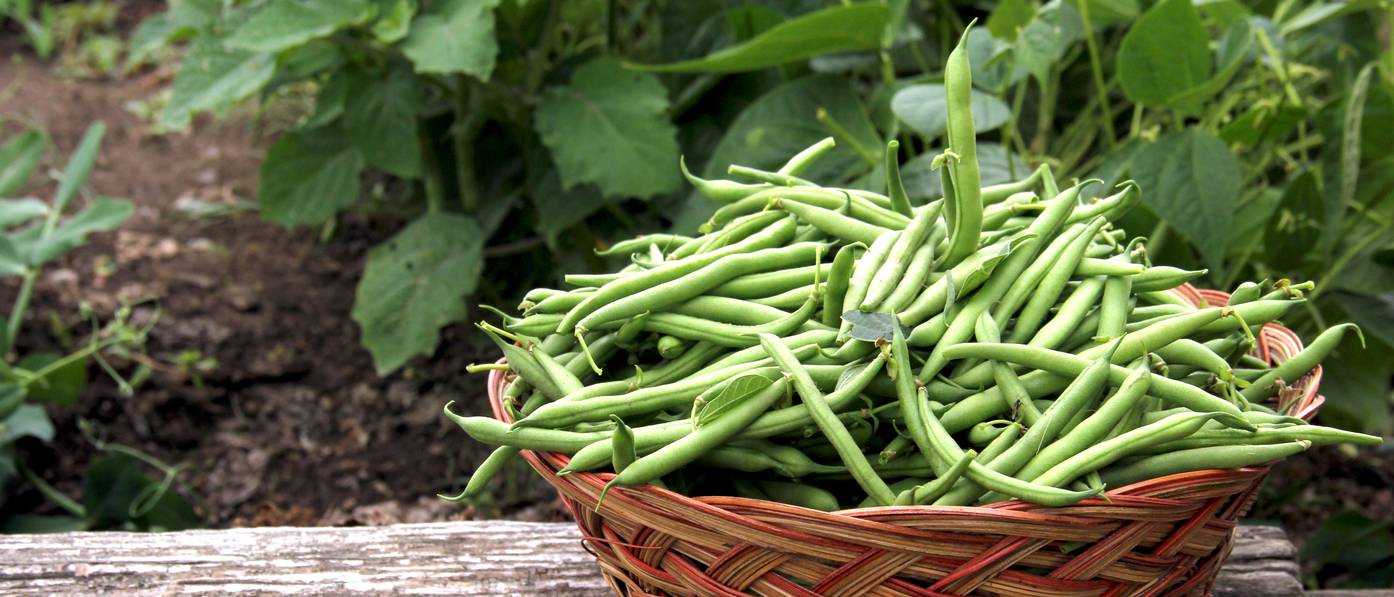 Brechbohnen pflanzen: In 3 Schritten zur eigenen Bohnen-Pflanze
