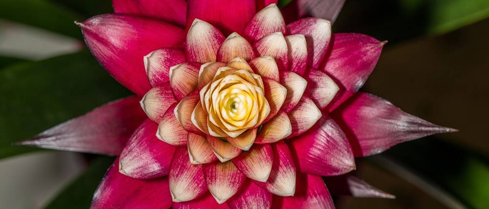 Pflege von Bromelien: Die tropische Zimmerpflanze richtig pflegen und ...