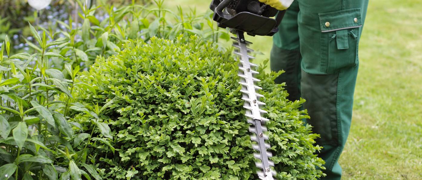 Heckenschnitt: So bringen Sie Ihre Hecke in 3 Schritten in Form