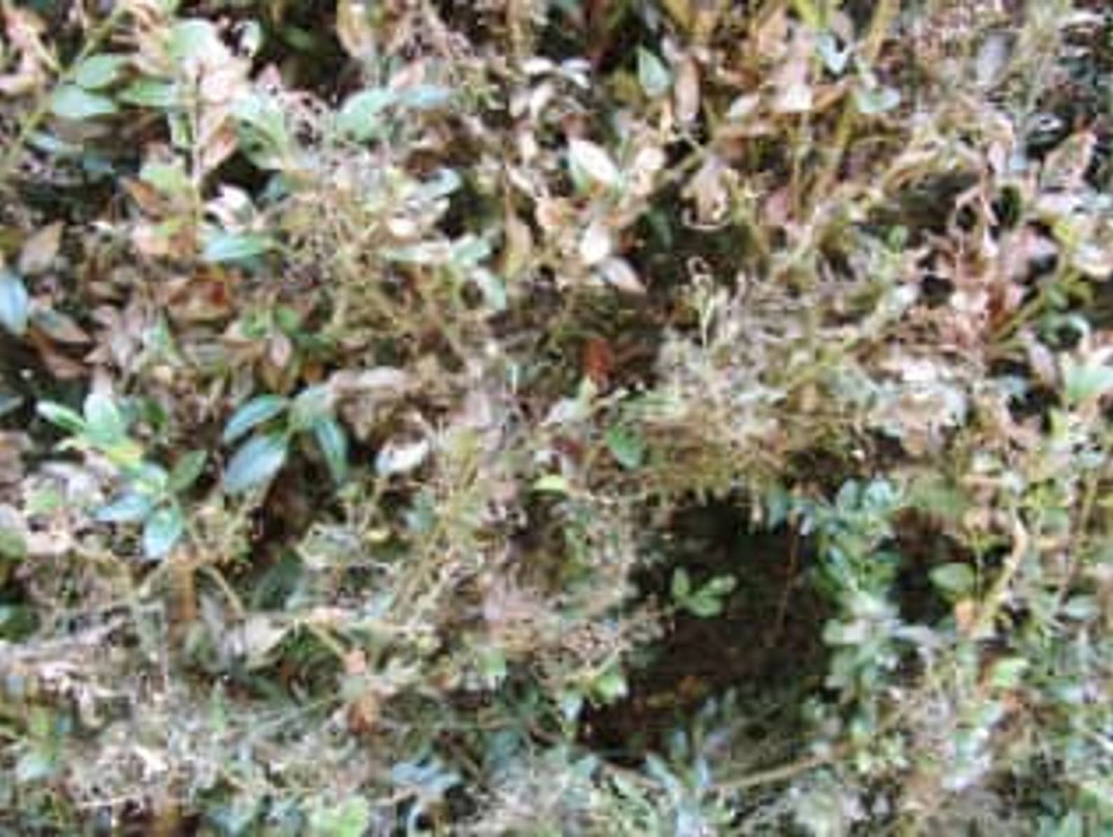 Buchsbaum: Krankheiten, Schädlinge und Pilzbefall bekämpfen - heimwerker.de