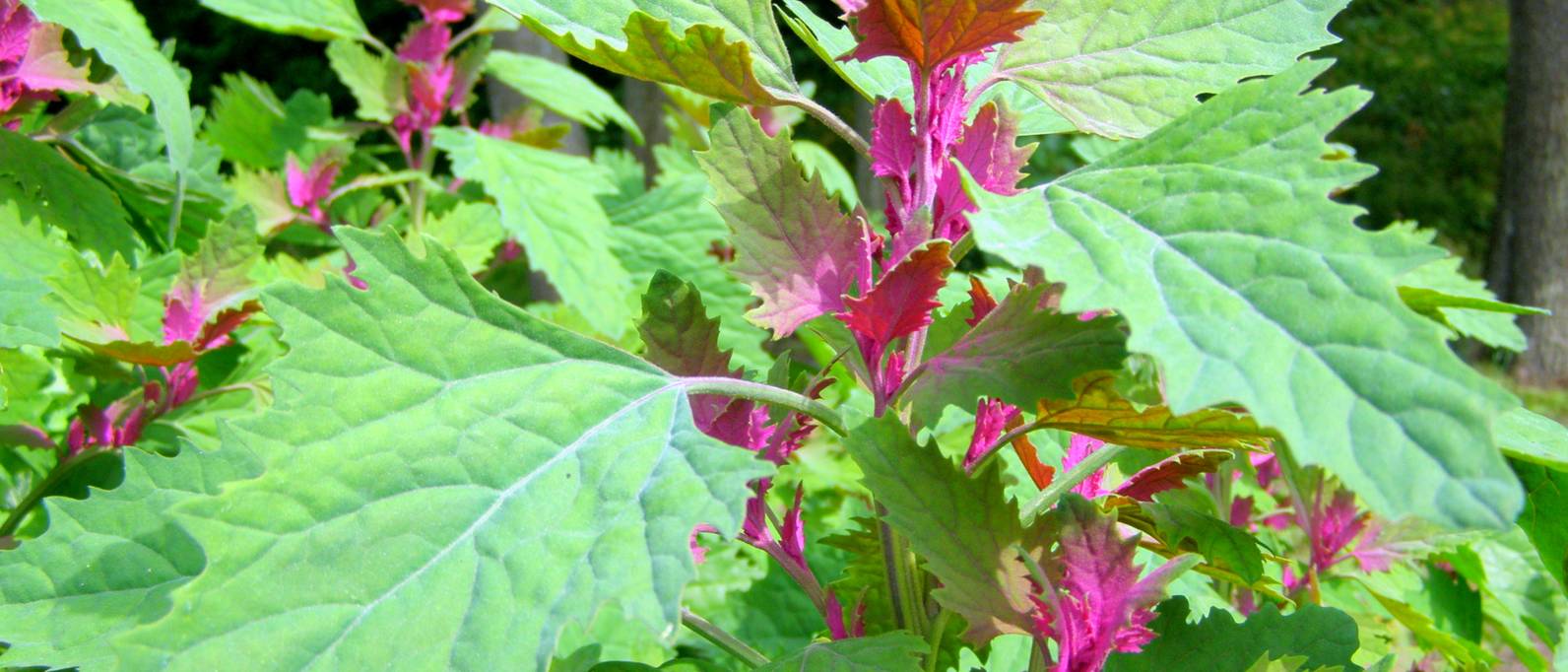 Melde pflanzen: In 4 Schritten zum eigenen Blattgemüse