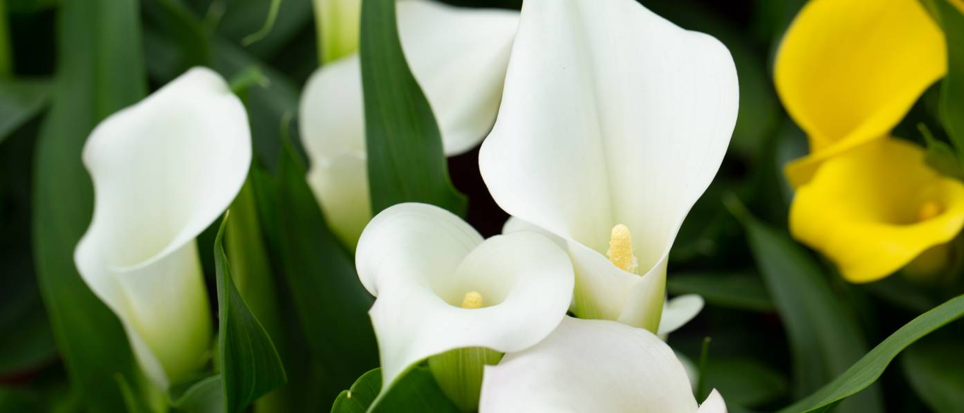 Calla pflanzen: 5 Tipps rund um das Heranziehen der Blütenpracht