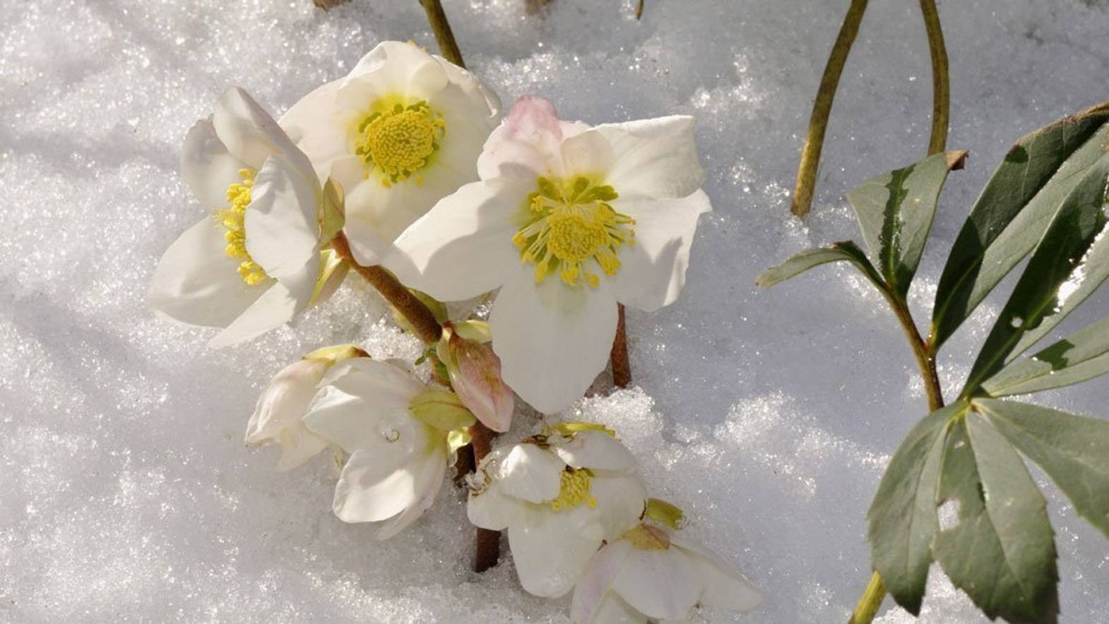 Christrose (Helleborus niger) – Schneerose oder Nieswurz blüht im Winter