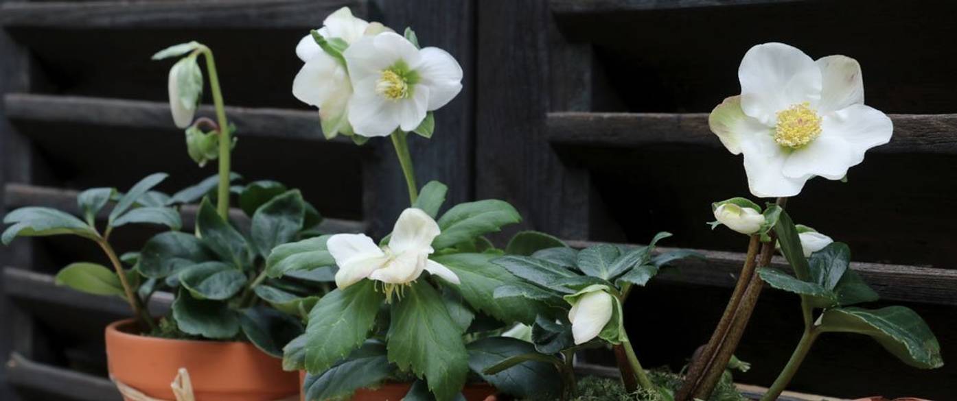 Christrose (Helleborus niger) – Schneerose oder Nieswurz blüht im Winter