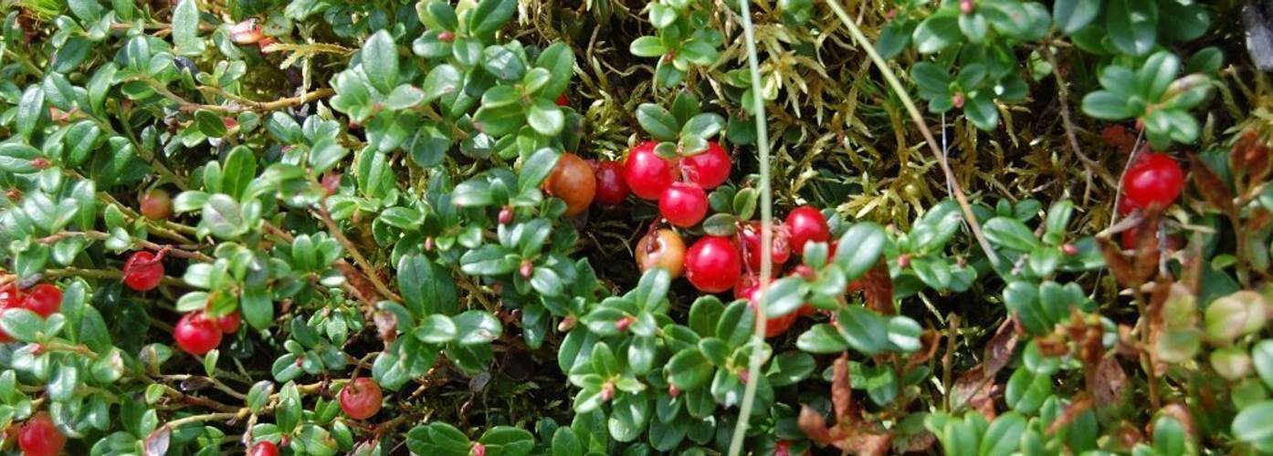 Cranberry im Garten: Cranberries pflanzen und ernten - heimwerker.de