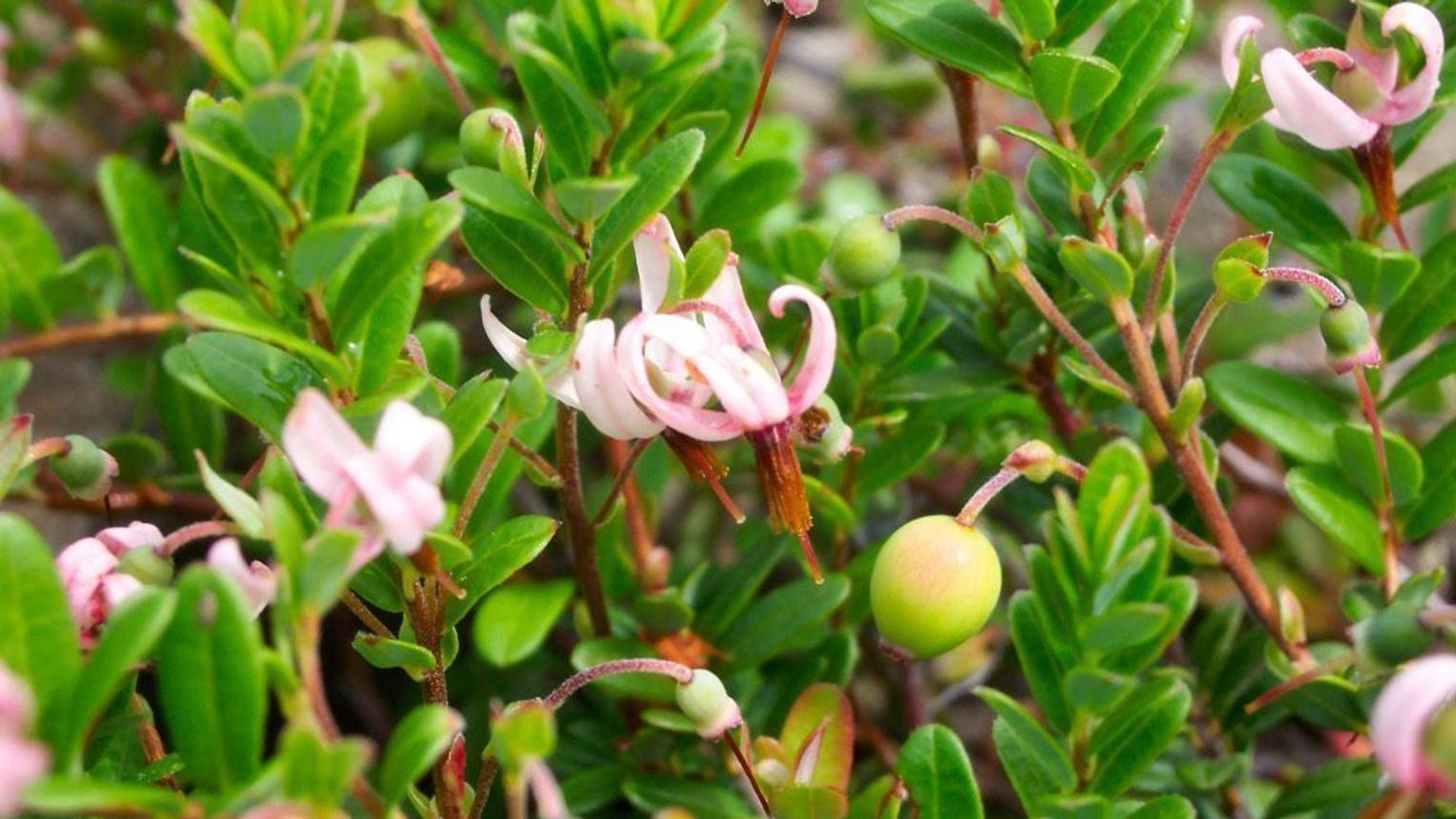 Cranberry im Garten: Cranberries pflanzen und ernten - heimwerker.de