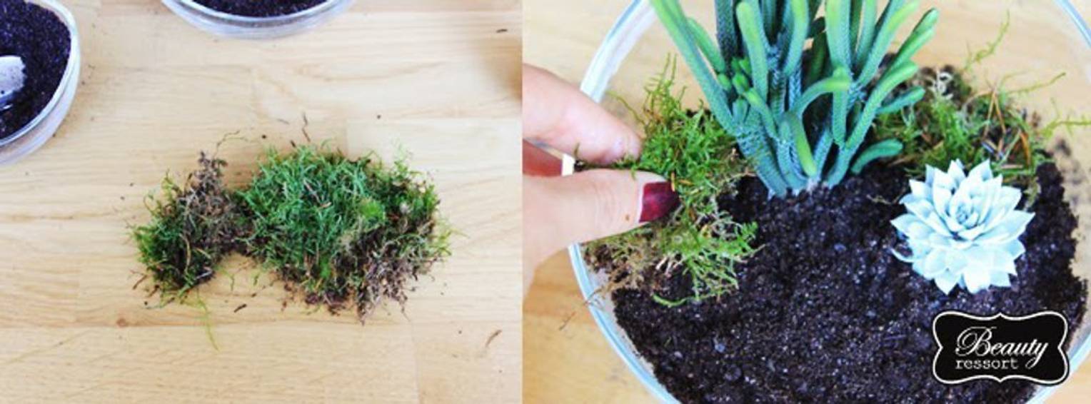 Florarium: Mini-Terrarium selber machen mit Moos, Kakteen und ...