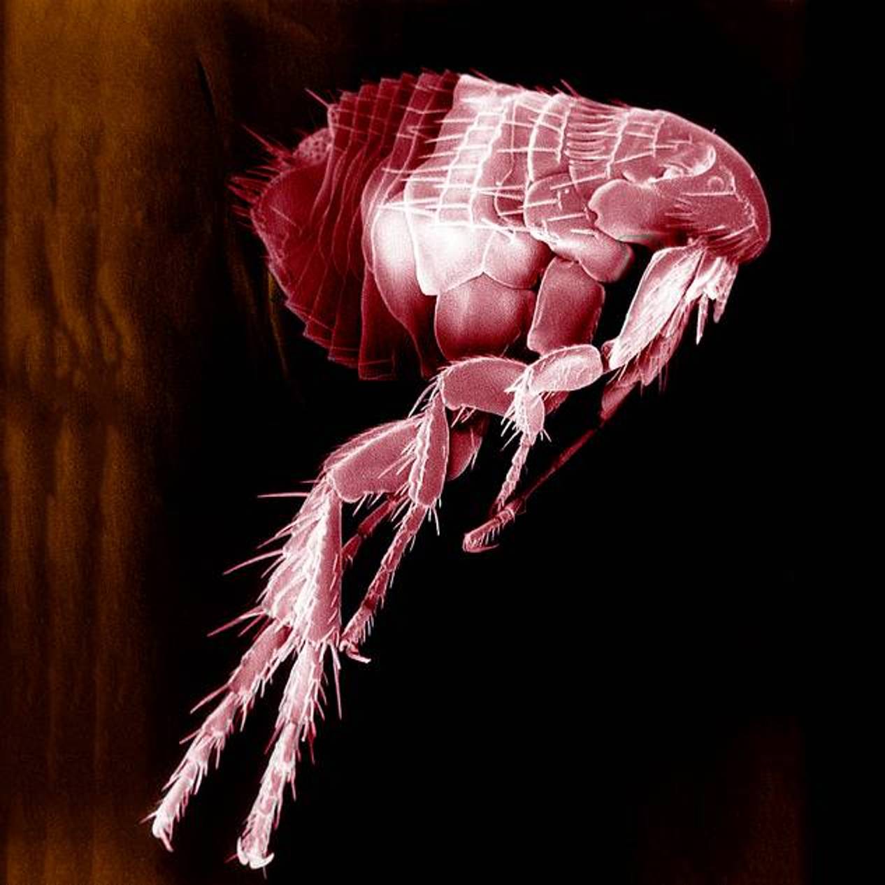 Flöhe bekämpfen - heimwerker.de