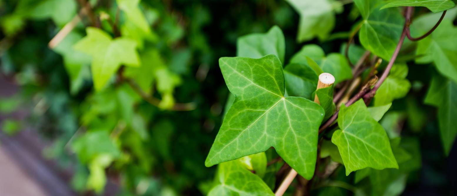 Efeu pflanzen: Eine kurze Anleitung für den grünen Kletterer