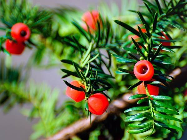 Eibe richtig schneiden - Tipps für den perfekten Formschnitt