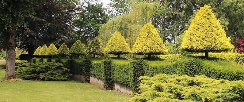 Eibe richtig schneiden - Tipps für den perfekten Formschnitt