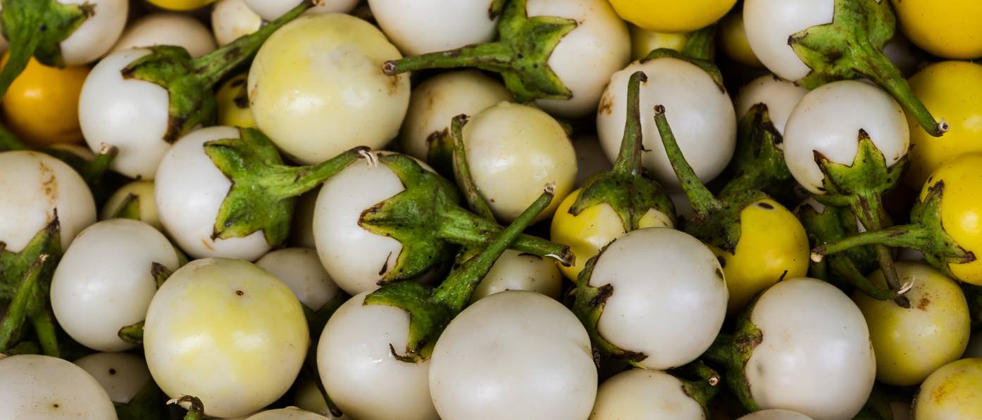 Eierbaum pflanzen und pflegen: 4 Tipps für eine erfolgreiche Ernte ...