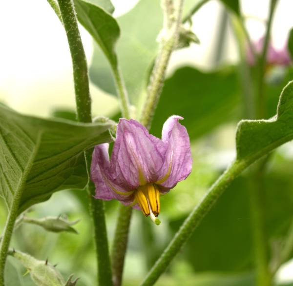 Eierbaum pflanzen und pflegen: 4 Tipps für eine erfolgreiche Ernte ...