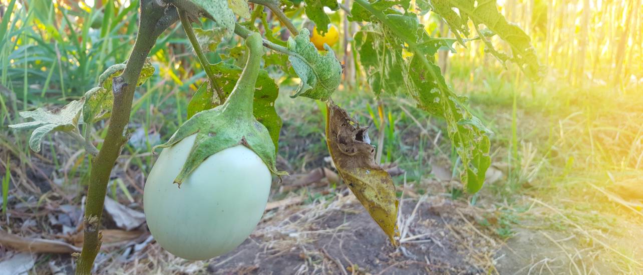 Eierbaum pflanzen und pflegen: 4 Tipps für eine erfolgreiche Ernte ...