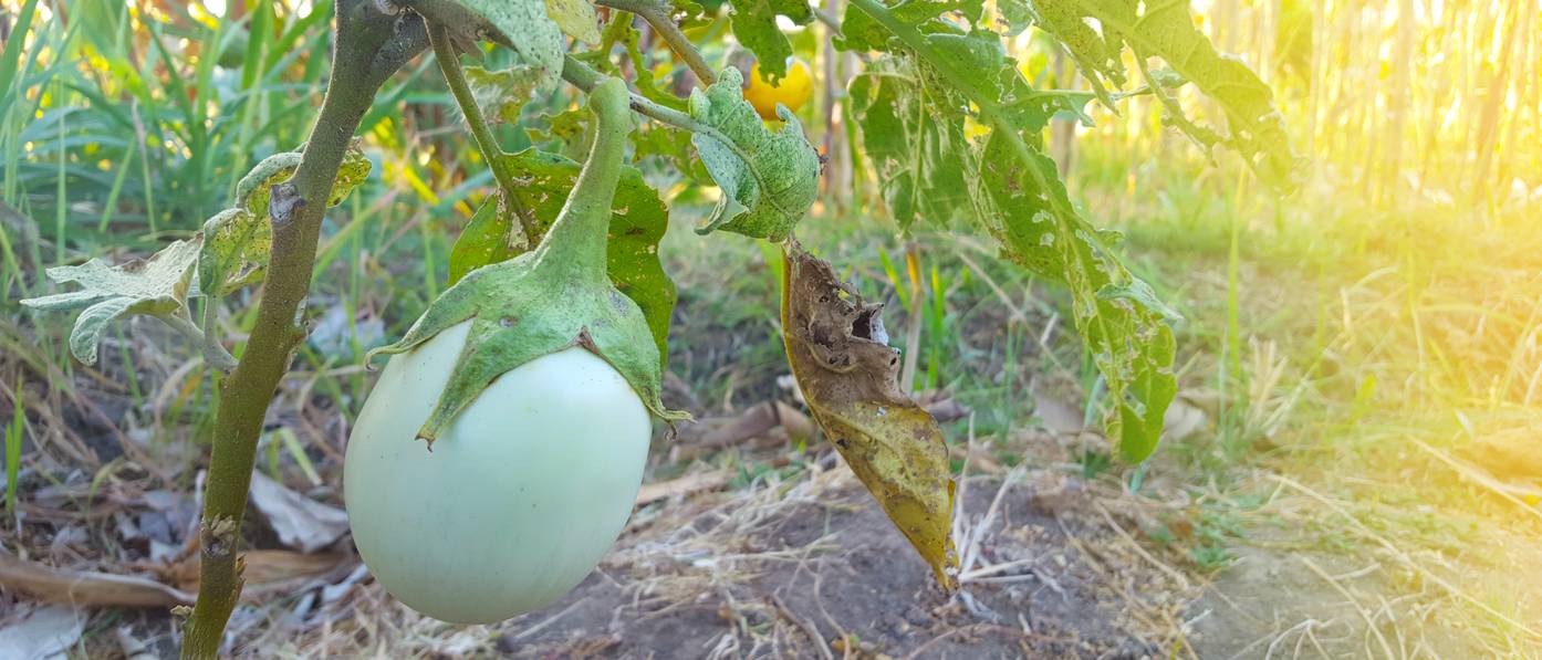 Eierbaum pflanzen und pflegen: 4 Tipps für eine erfolgreiche Ernte ...