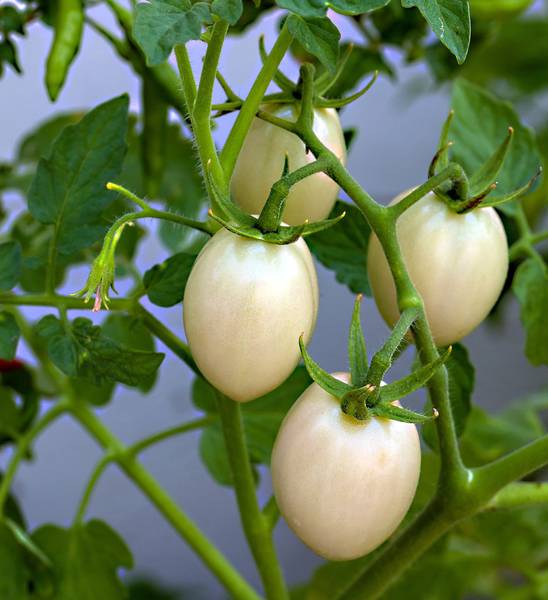 Eierbaum pflanzen und pflegen: 4 Tipps für eine erfolgreiche Ernte ...