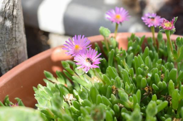 Eisblume pflanzen: 7 Tipps zur Kultivierung der winterharten Mittagsblume
