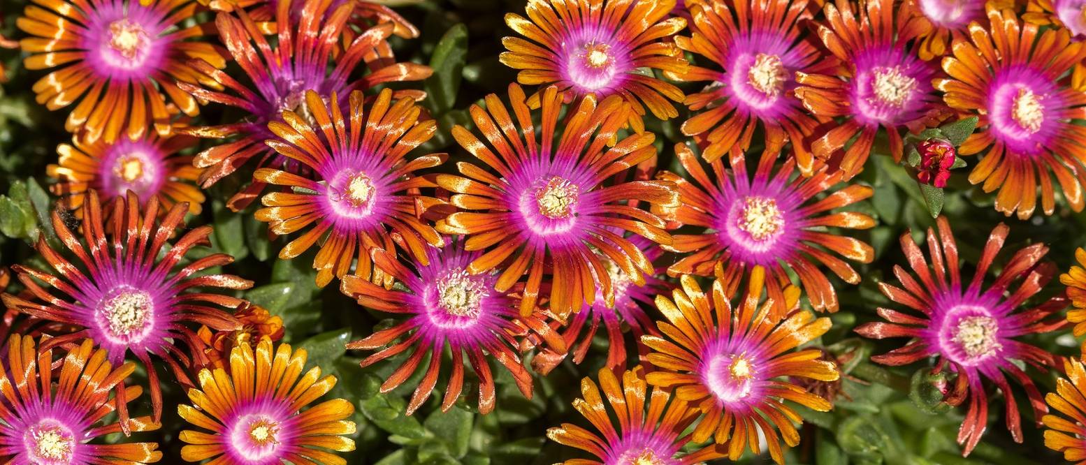 Eisblume pflanzen: 7 Tipps zur Kultivierung der winterharten Mittagsblume