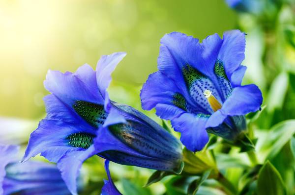 Enzian pflanzen: 4 Tipps für die trichterförmige Blüte - heimwerker.de