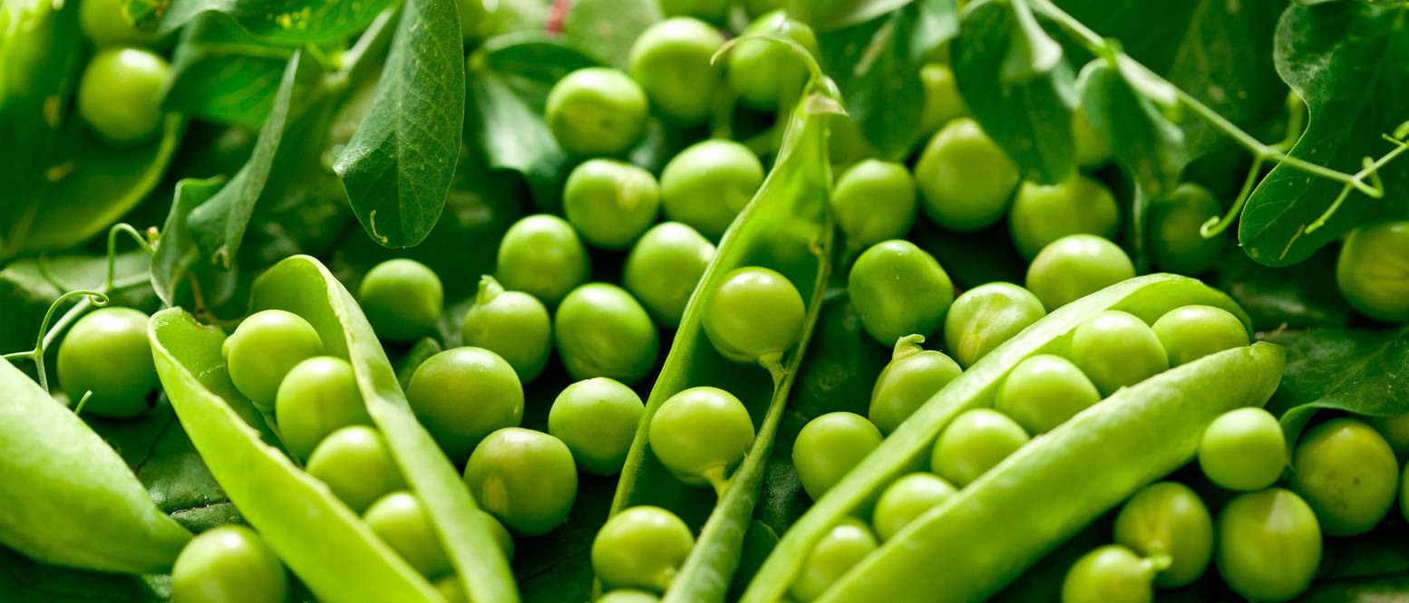 Erbsen pflanzen: Vom Anbau bis zur Ernte - heimwerker.de