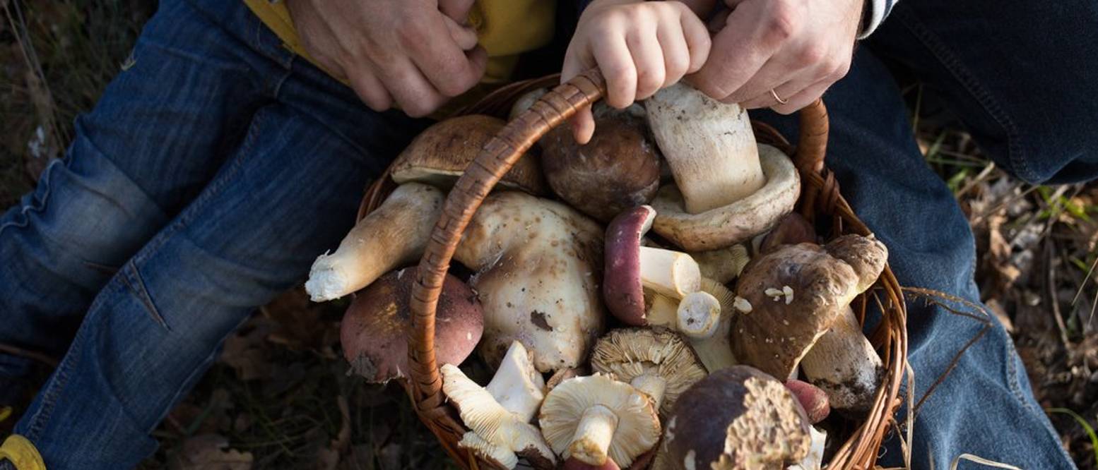 Essbare Pilze erkennen: 7 Pilzsorten, die Sie bedenkenlos zubereiten ...