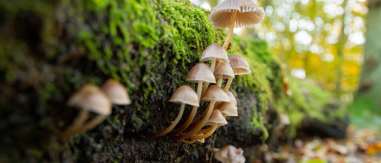 Essbare Pilze erkennen: 7 Pilzsorten, die Sie bedenkenlos zubereiten ...