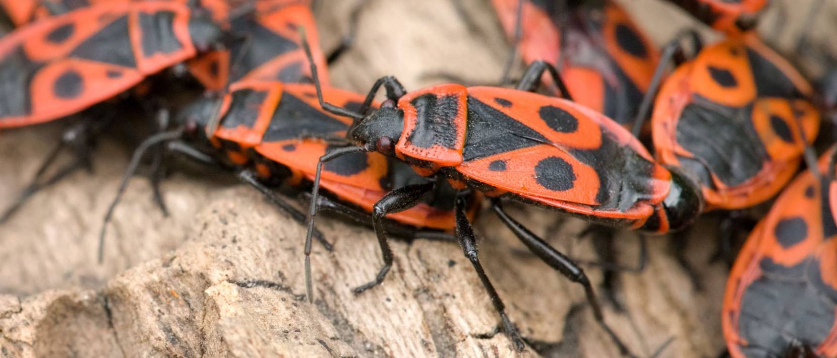 Feuerwanzen Bekampfen Neudorff